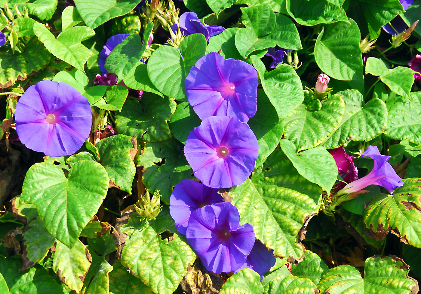 Ipomoea Indica